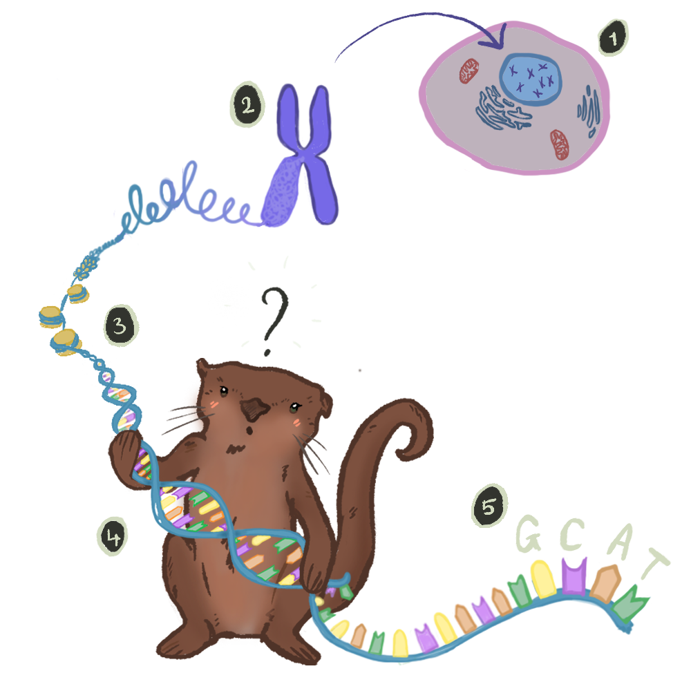 The Story of Mutations – In Otter Words